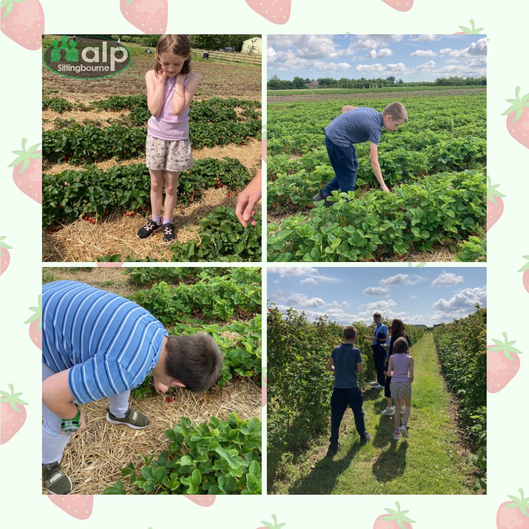 Berry Picking - ALP Sittingbourne